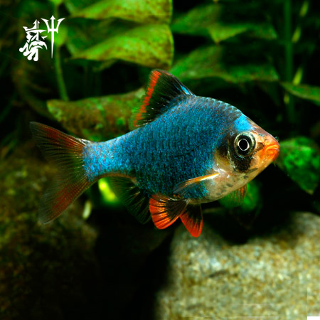 Barbo Cherry – Neptunia Aquarium