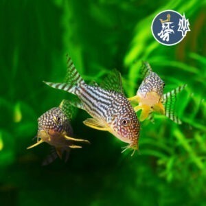 Corydoras Rojas (Red Laser) – Neptunia Aquarium