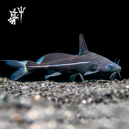 Longfin Black Ancistrus – Neptunia Aquarium