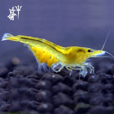 Yellow – Amarilla – Neptunia Aquarium