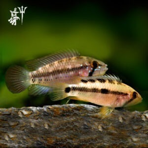 Neptunia Aquarium – Damos alegria y color a tu acuario