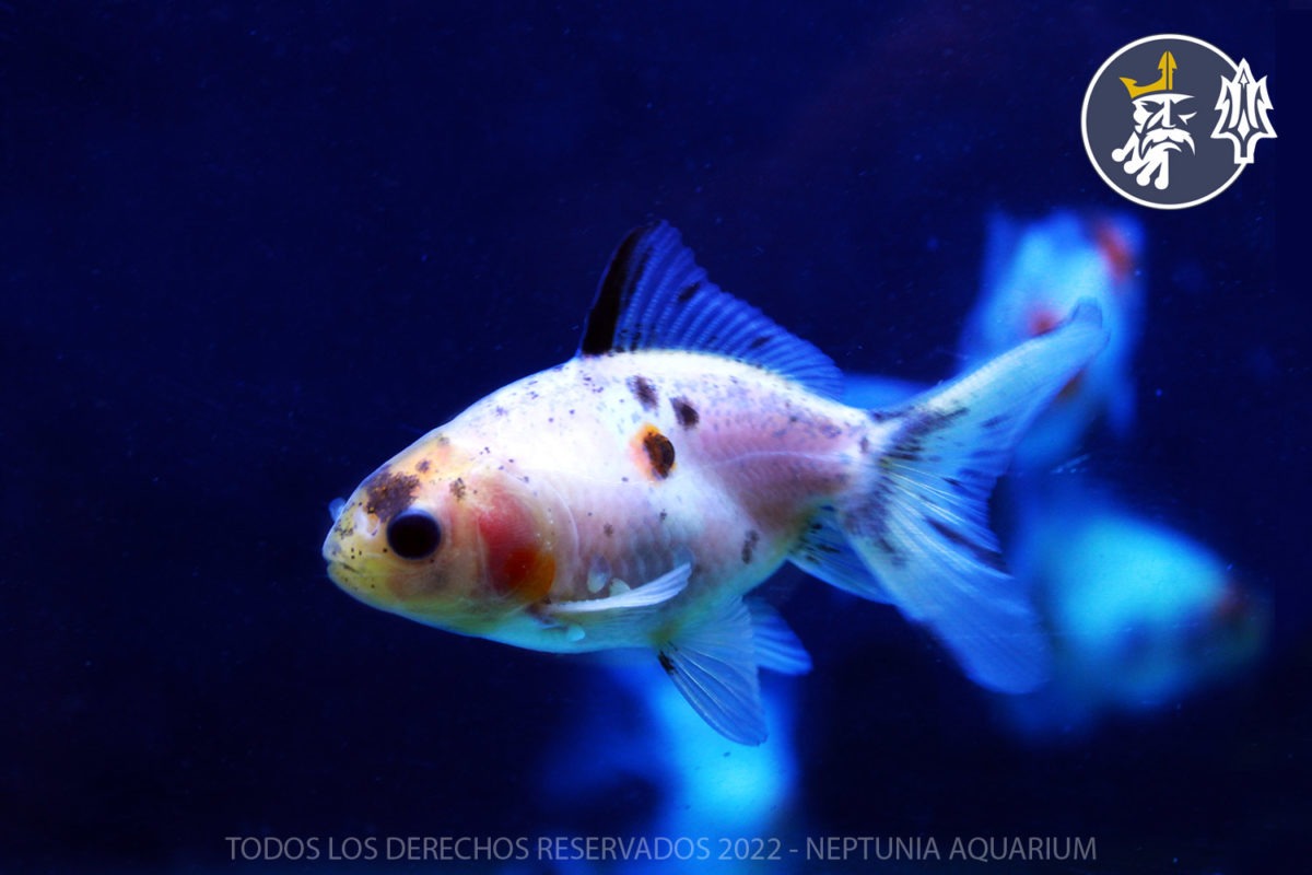 Goldfish Oranda – Neptunia Aquarium