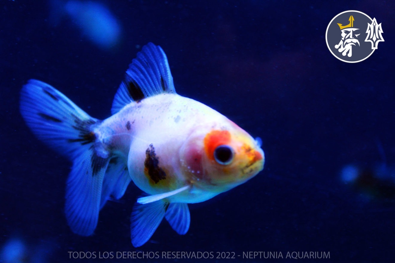 Goldfish Oranda – Neptunia Aquarium