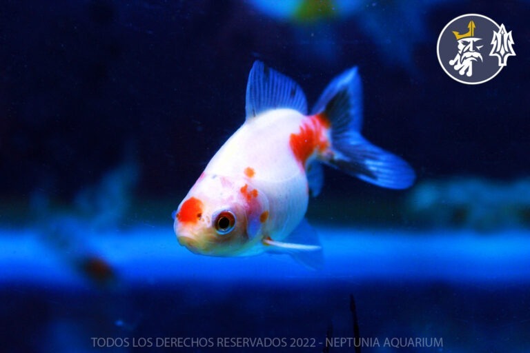 Goldfish Oranda – Neptunia Aquarium