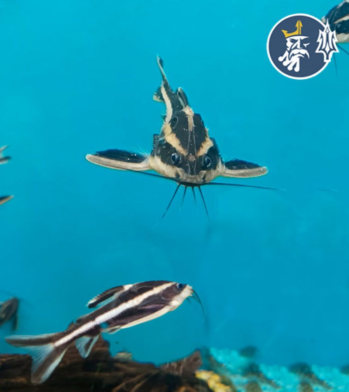Rafaelo Rayado (Platydoras Armatulus) – Neptunia Aquarium