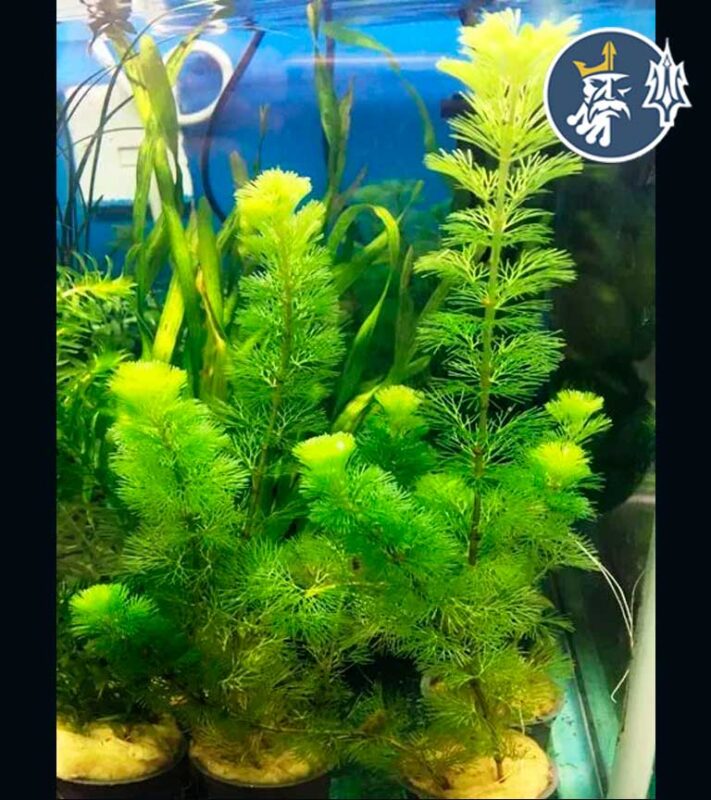 Ambullia (1 tallo) – Neptunia Aquarium